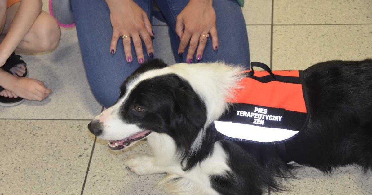 Lotnisko Balice: pies uspokaja podróżnych - Podróże