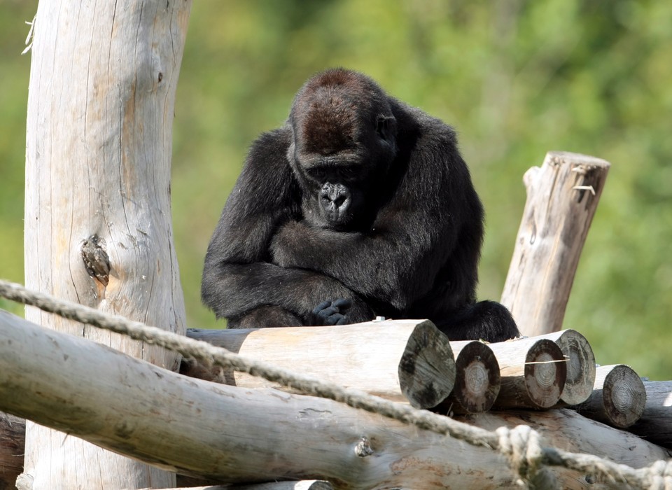 Mamy goryle! - Wiadomości