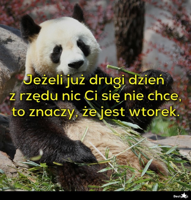 Dopiero wtorek, a już czekasz na weekend? Te memy poprawią ci humor ...