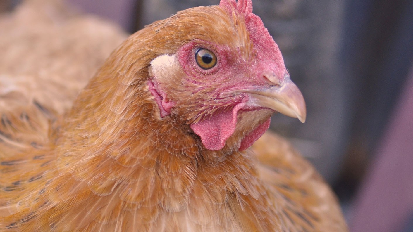 Hatalmas tojásokat tojik a tyúk, amiben még egy tojás van - Rúzs Online