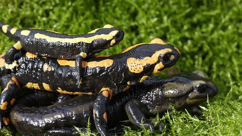 Salamandry plamiste w Bieszczadach rozpoczynają gody - piękne, ale ... Salamandry plamiste w Bieszczadach rozpoczynają gody - piękne, ale ...