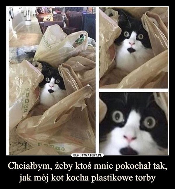 Zobacz najlepsze memy o kotach. Samo życie - Kobieta