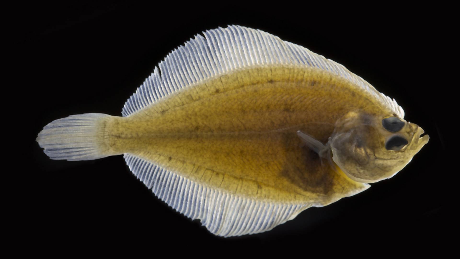 Napi furcsa: a laposhal az úszóival mászik a tengerfenéken, akár egy ...