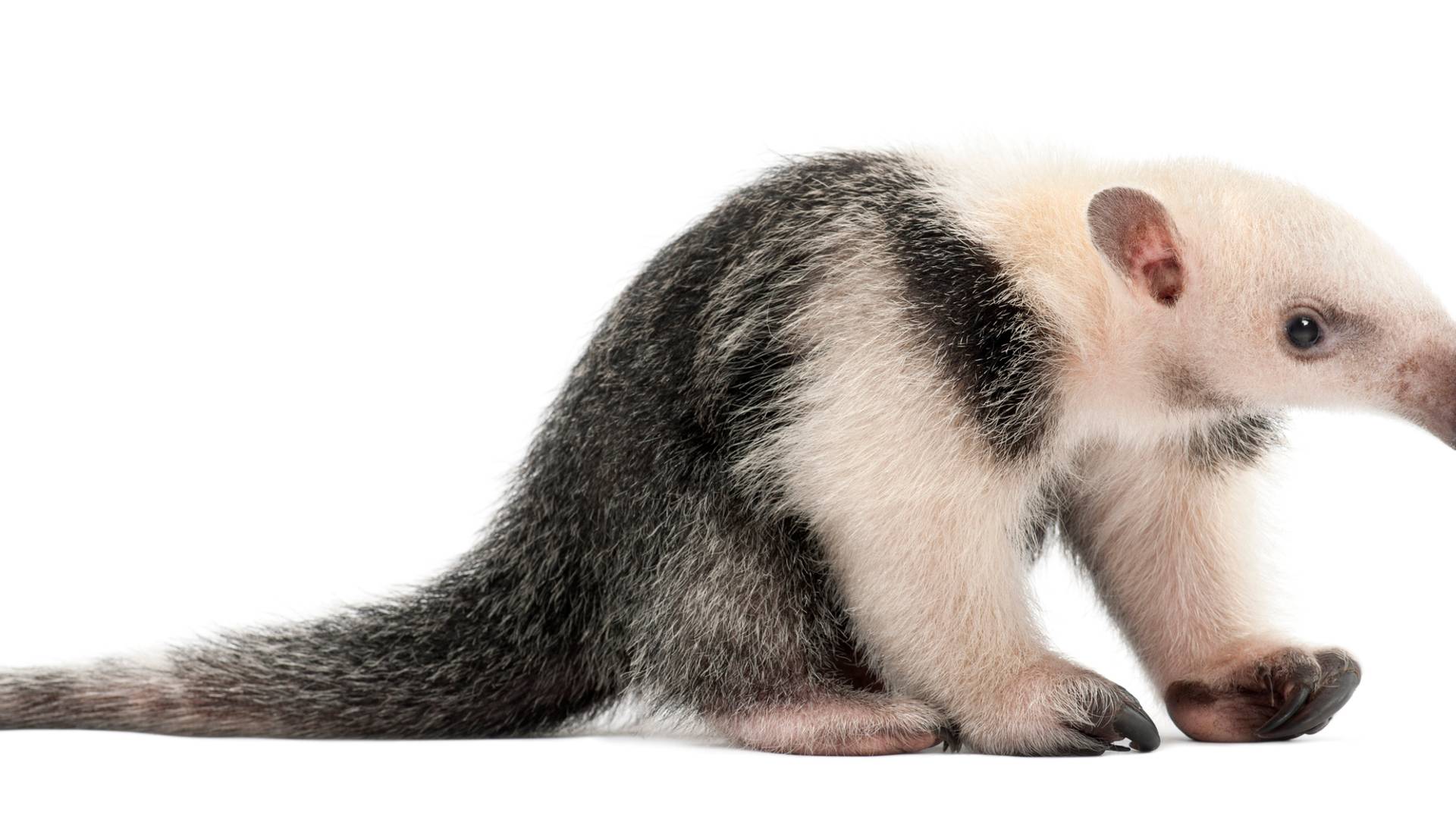 Cuki állatok valójában veszélyesek - Noizz