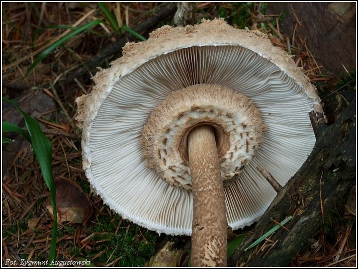 Grzyby podobne do kani. Cztery trujące gatunki, z którymi ludzie ją ...