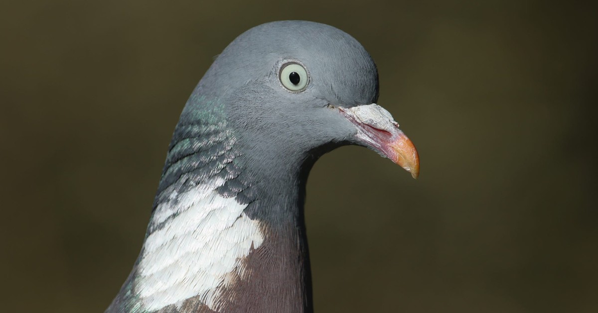 Pigeons solve problems the same way AI does, study says | Business ...