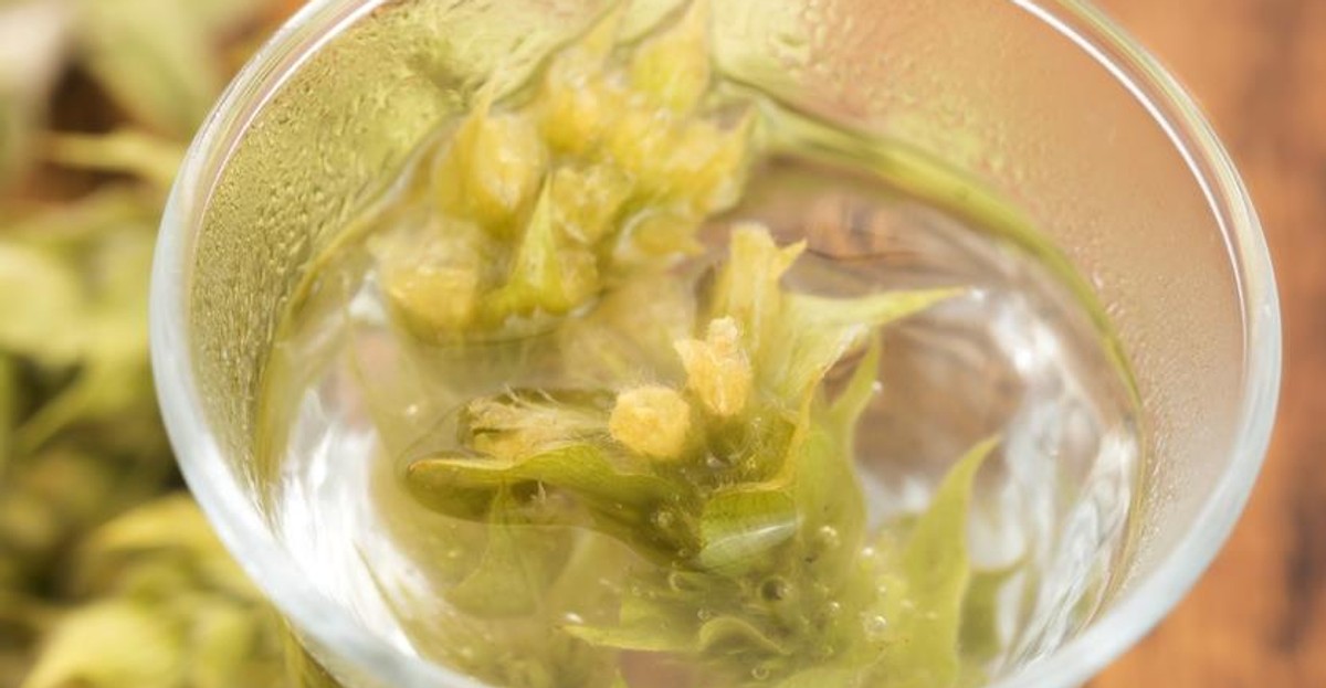 Gojnik - właściwości i zastosowanie