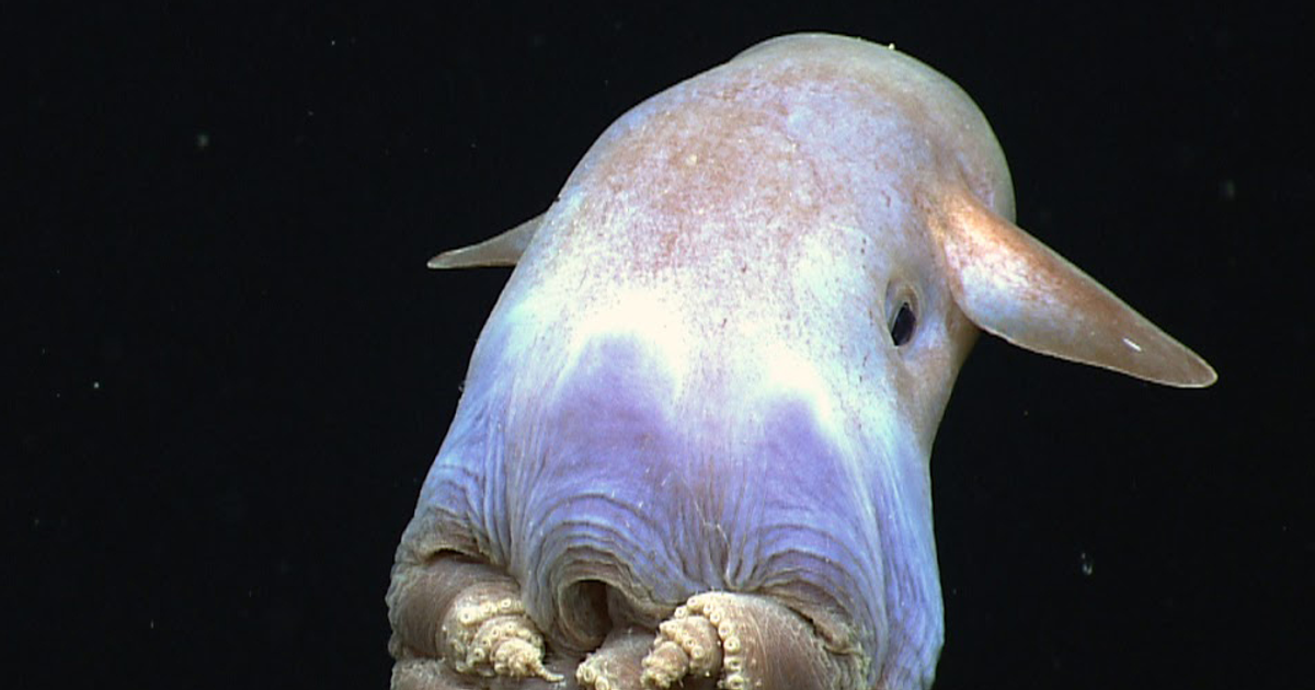 Octopuses are officially the weirdest animals on Earth | Business ...