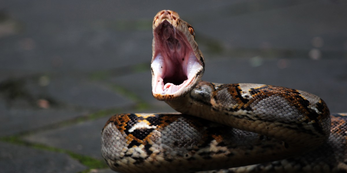Pyton tygrysi zaatakował 41-latkę na Śląsku. Kobieta trafiła do ...