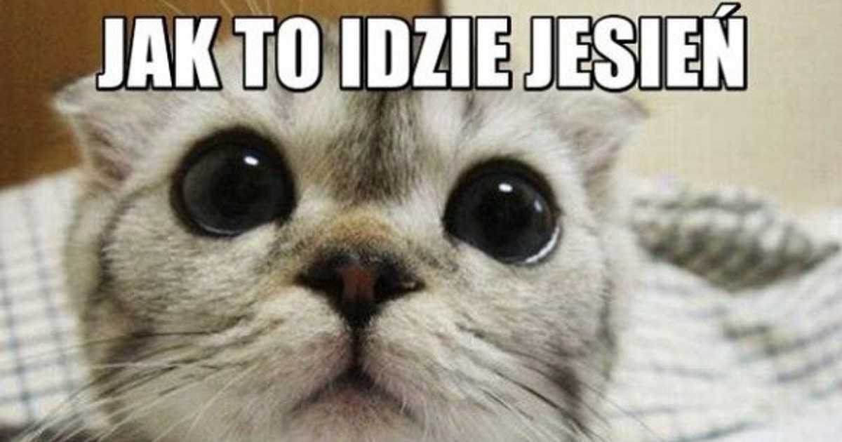 Najlepsze memy o jesieni. Internauci w formie - Kobieta
