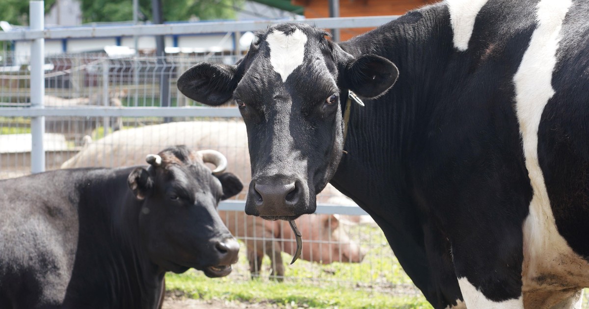 Boruta to najsłynniejsza krowa w Polsce