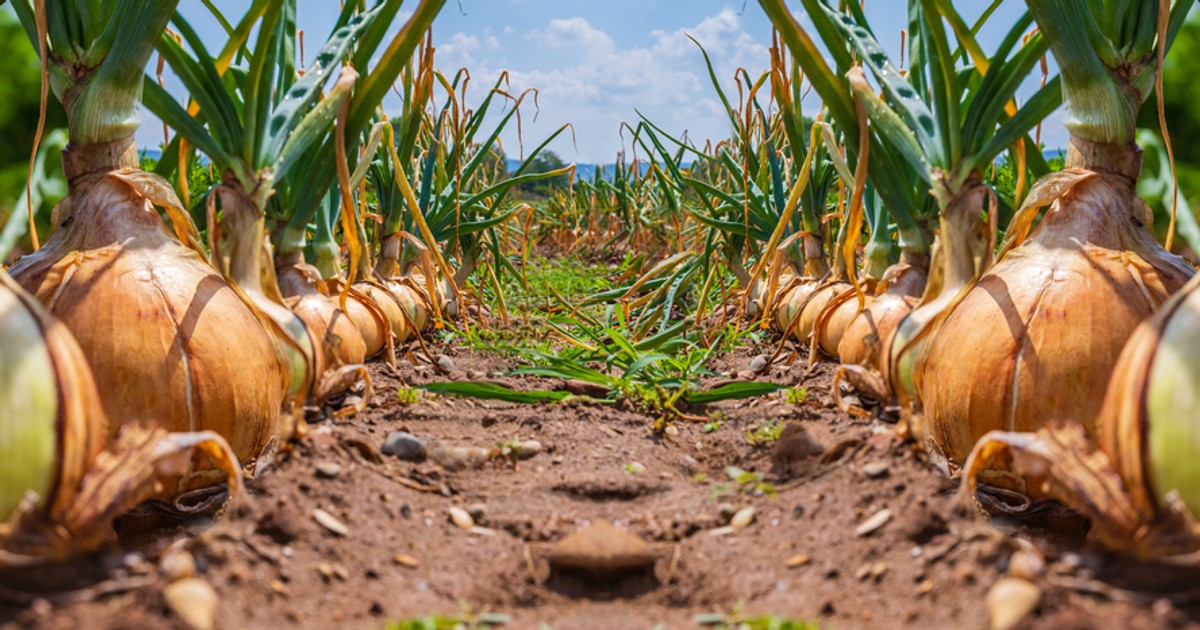 Najlepsze metody uprawy cebuli. Zastosuj je, a twoje plony będą obfite ...