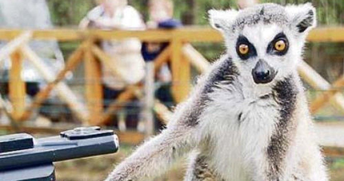 Cuki fotók! Kamerát ragadtak a makik - Blikk