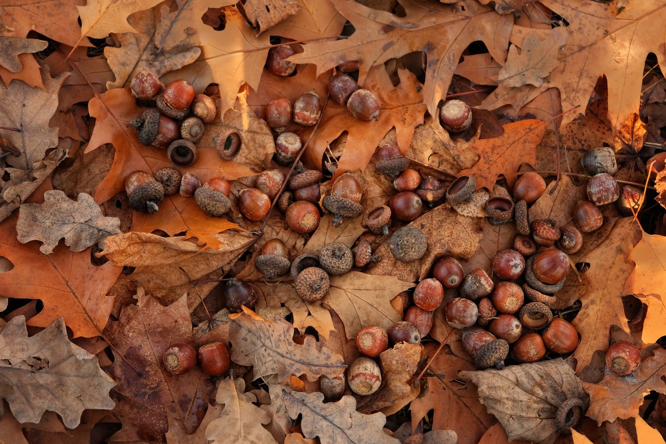 Ovaj plod donosi ogromnu zaradu! Ne rađa često, ali kad rodi mirni ste i po nekoliko godina