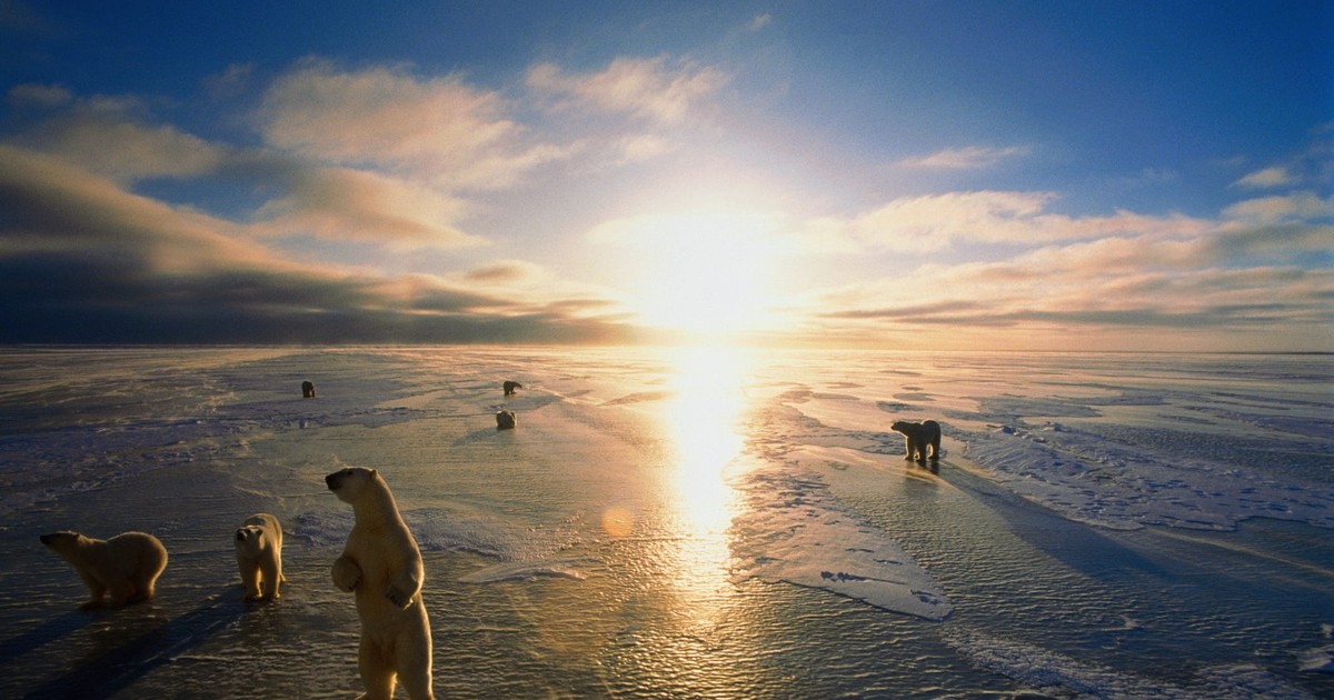 Inside Canada's polar bear 'jail' where bears go without food and are ...