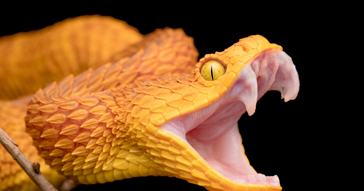 Strach i mózg. Dlaczego się boimy? Wszystko jest w genach | Newsweek