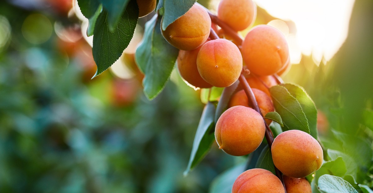 Morele - pochodzenie, charakterystyka, właściwości, wartości odżywcze ...