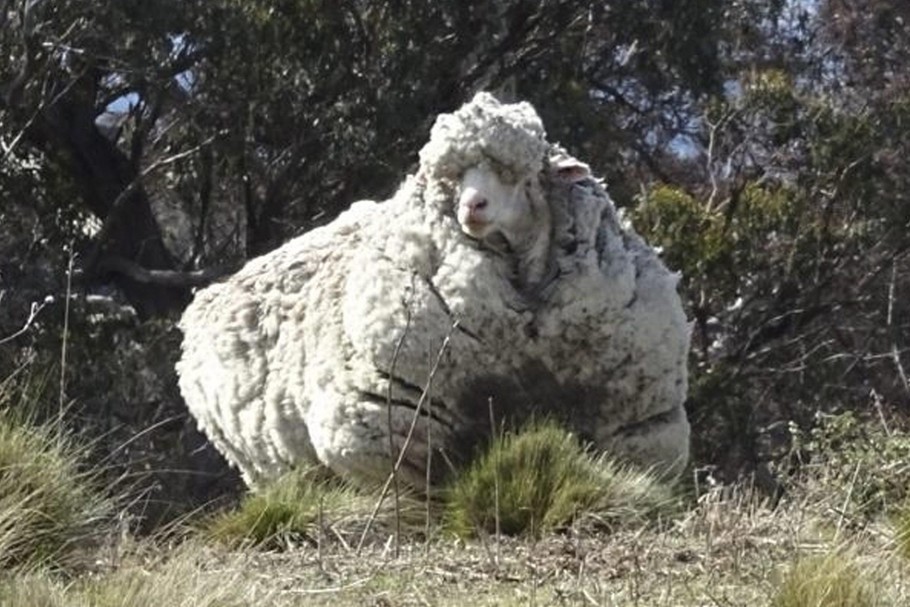Najbardziej zarośnięta owca świata znaleziona w Australii - Świat ...