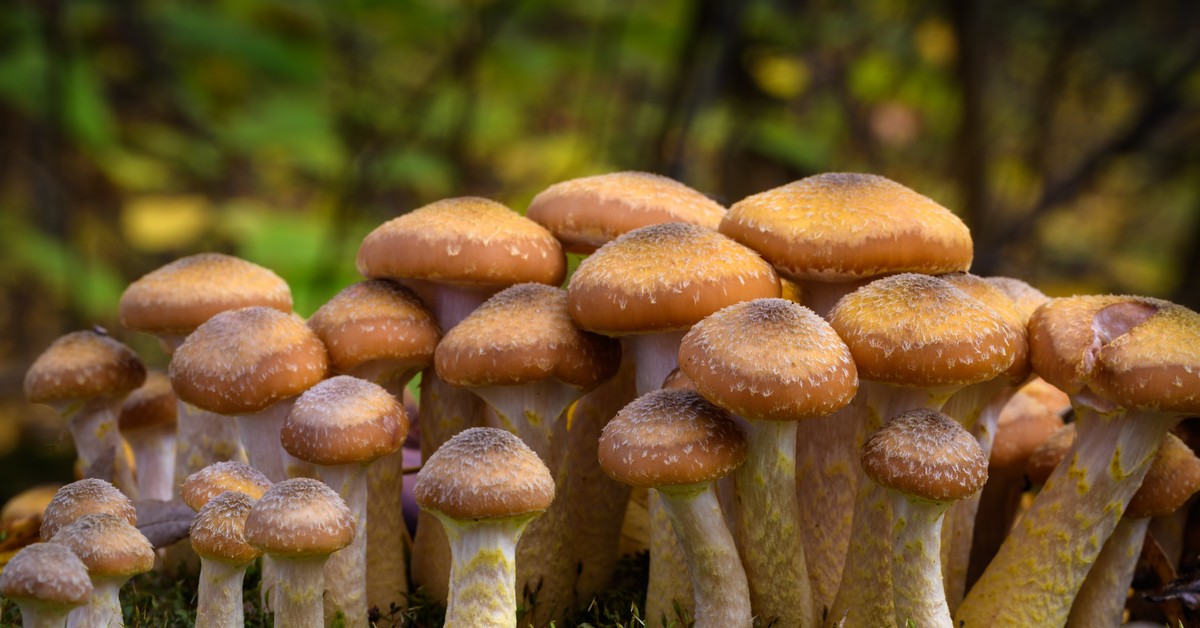 Opieńki, czyli grzyby warunkowo jadalne. Jak zrobić opieńki marynowane ...