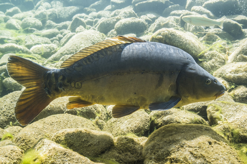 Siedem gatunków ryb, których mięso jest groźne dla zdrowia - Zdrowie