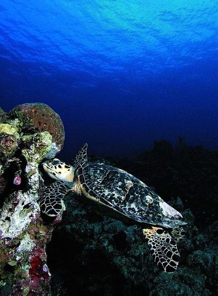 Kajmany - podwodny świat - Podróże