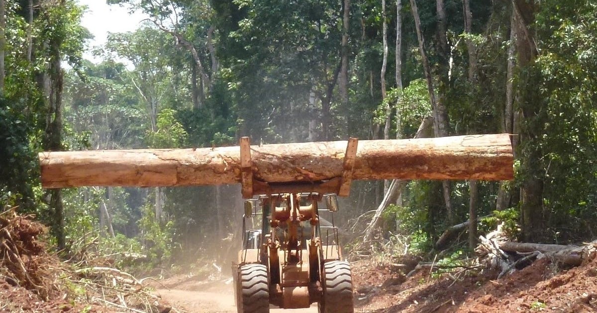 DR Congo announces plan to ban timber exports in desperate attempt to ...