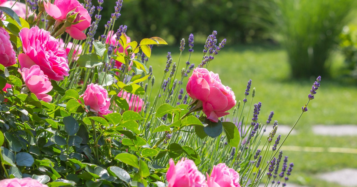 Czerwiec miesiącem róż — poznaj sposoby nawożenia róż i odkryj metody ...