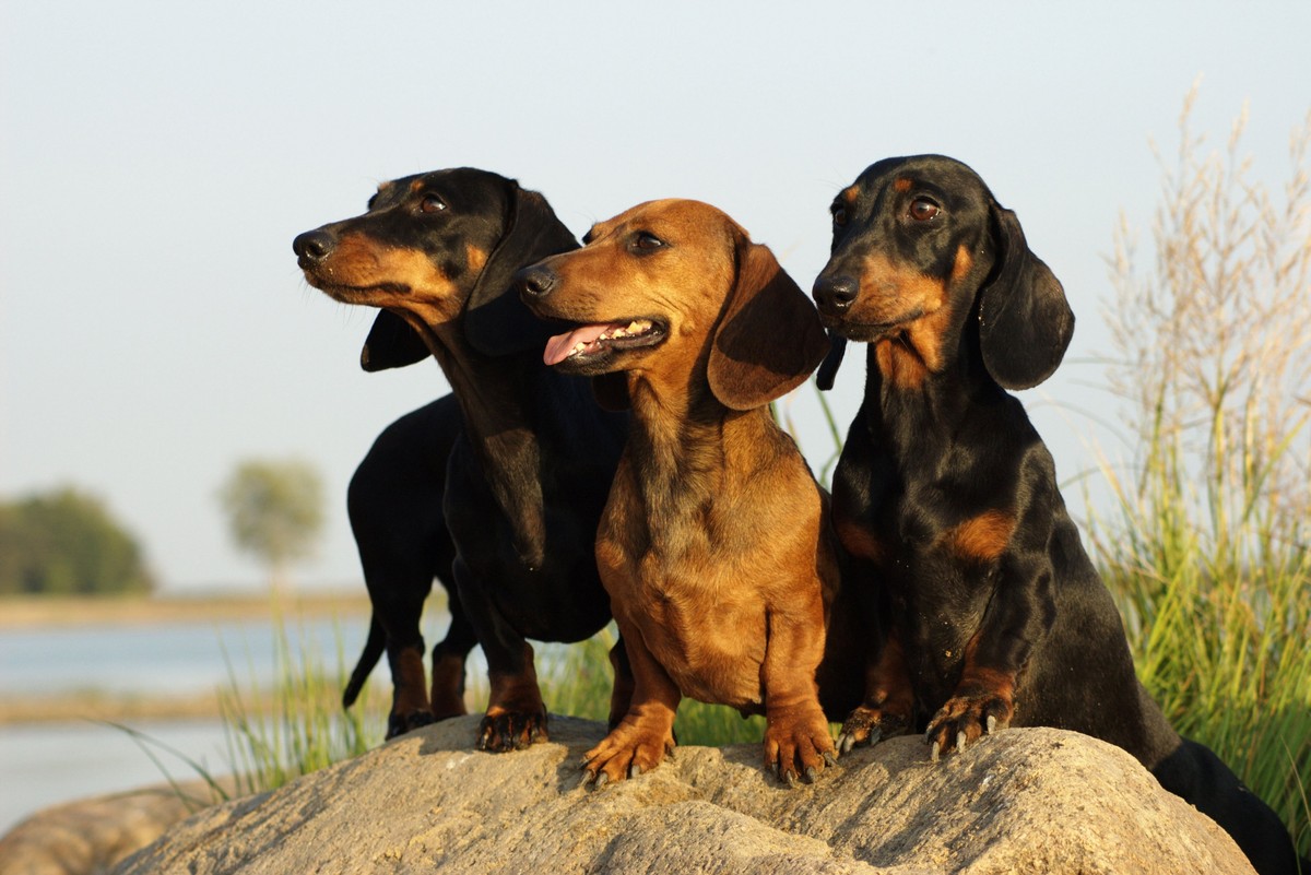 Najnovije istraživanje potvrđuje koja rasa pasa živi duže - Žena.rs