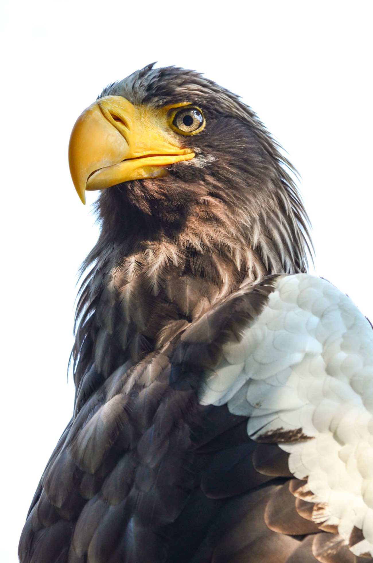 ALARMANTNO Orao sa srpskog grba IZUMIRE, a evo kako je postao SIMBOL ...