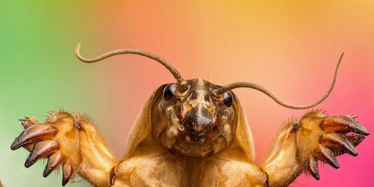 Jak dobrze znasz te owady? Niektóre z nich mieszkają w twoim domu - Kobieta