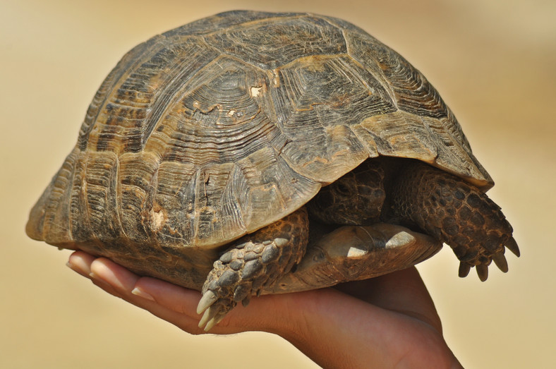 Gatunki chronione w Polsce - jakie zwierzęta w Polsce są pod ochroną - Podróże