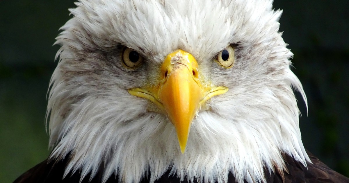 Nie tylko orzeł, czyli co ty wiesz o ptakach drapieżnych [INFOGRAFIKA ...