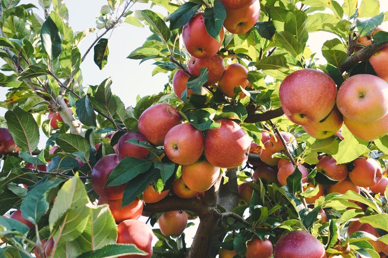 Ova sorta jabuke sme da se uzgaja samo u tri države EU! Zovu je ...