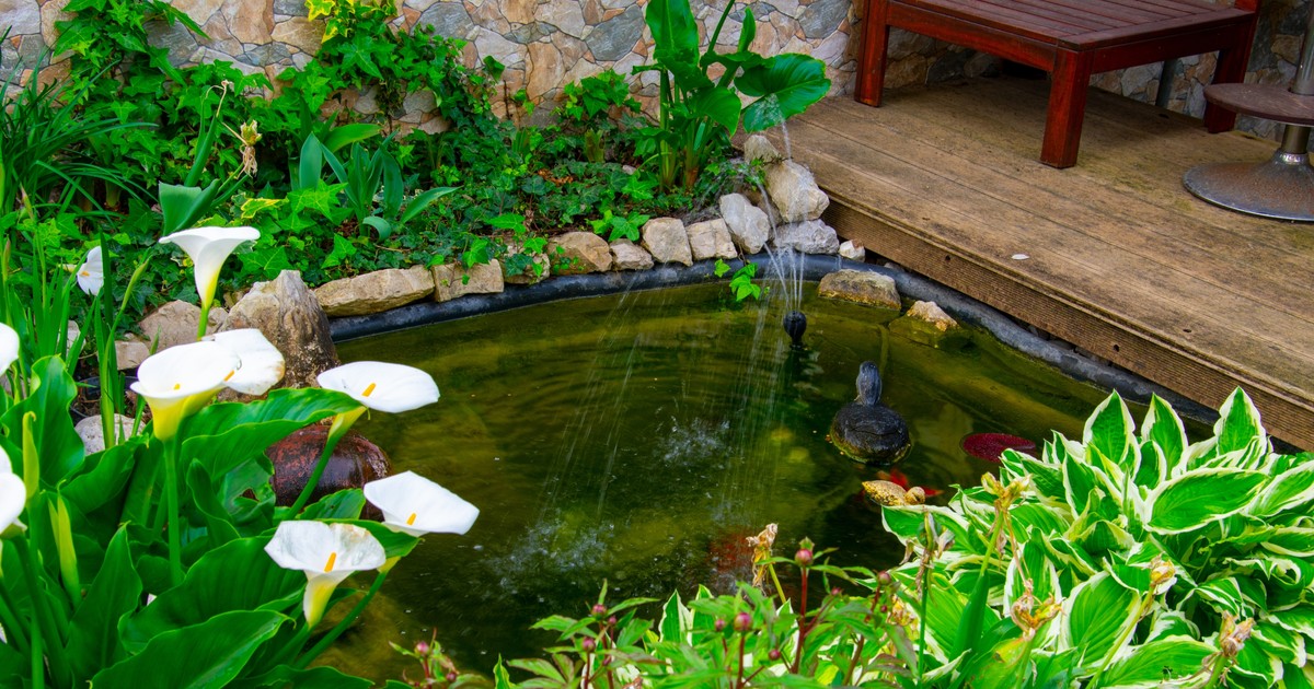 Jak wyklarować wodę w oczku wodnym? Krok po kroku