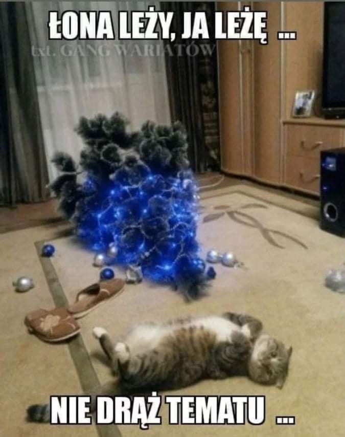 Kot i choinka to zawsze katastrofa? Najlepsze świąteczne memy - Dom