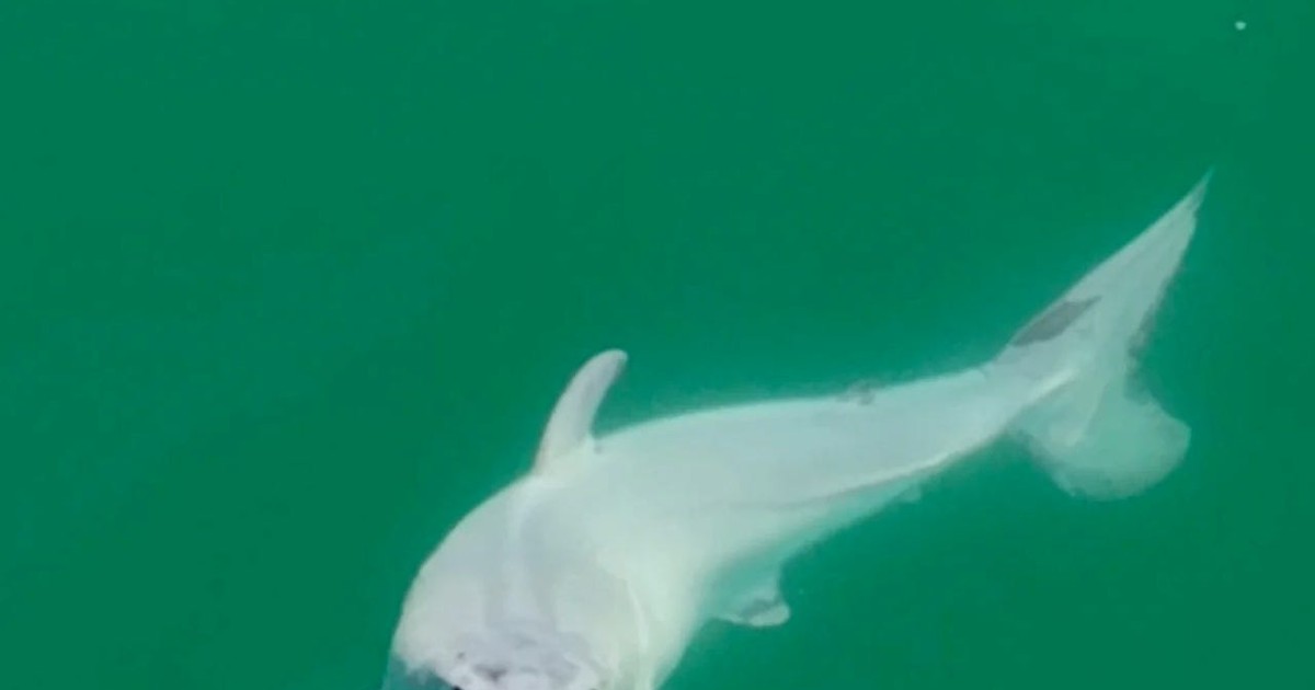 Researchers spotted a baby great white for the first time ever, and it ...