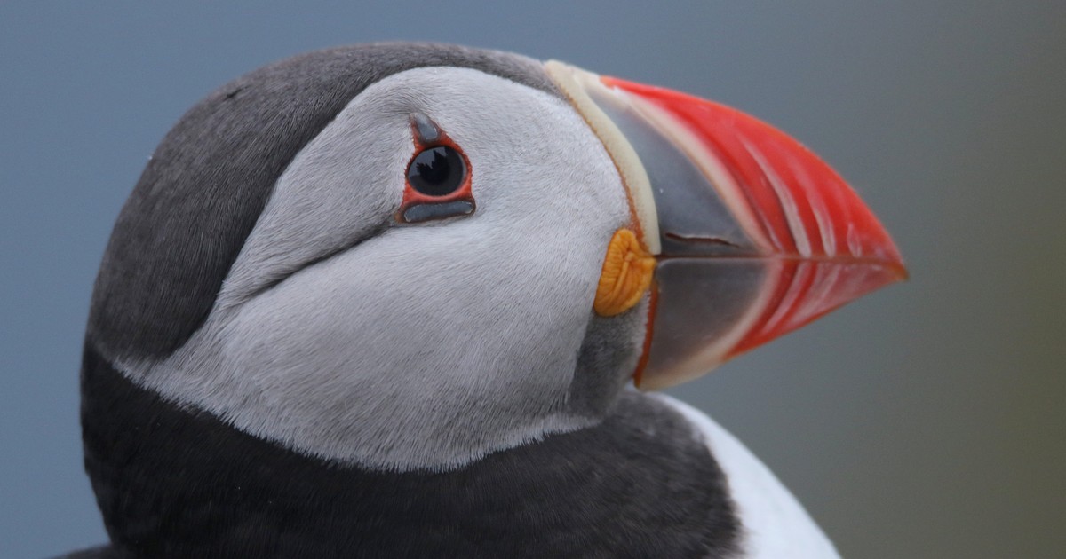 Arctic puffins evolved into a new species 6 generations ago, but they ...