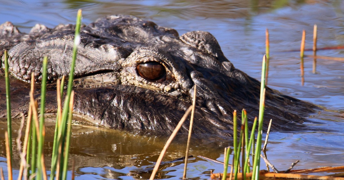 Hunting alligators is actually good for the environment and people ...