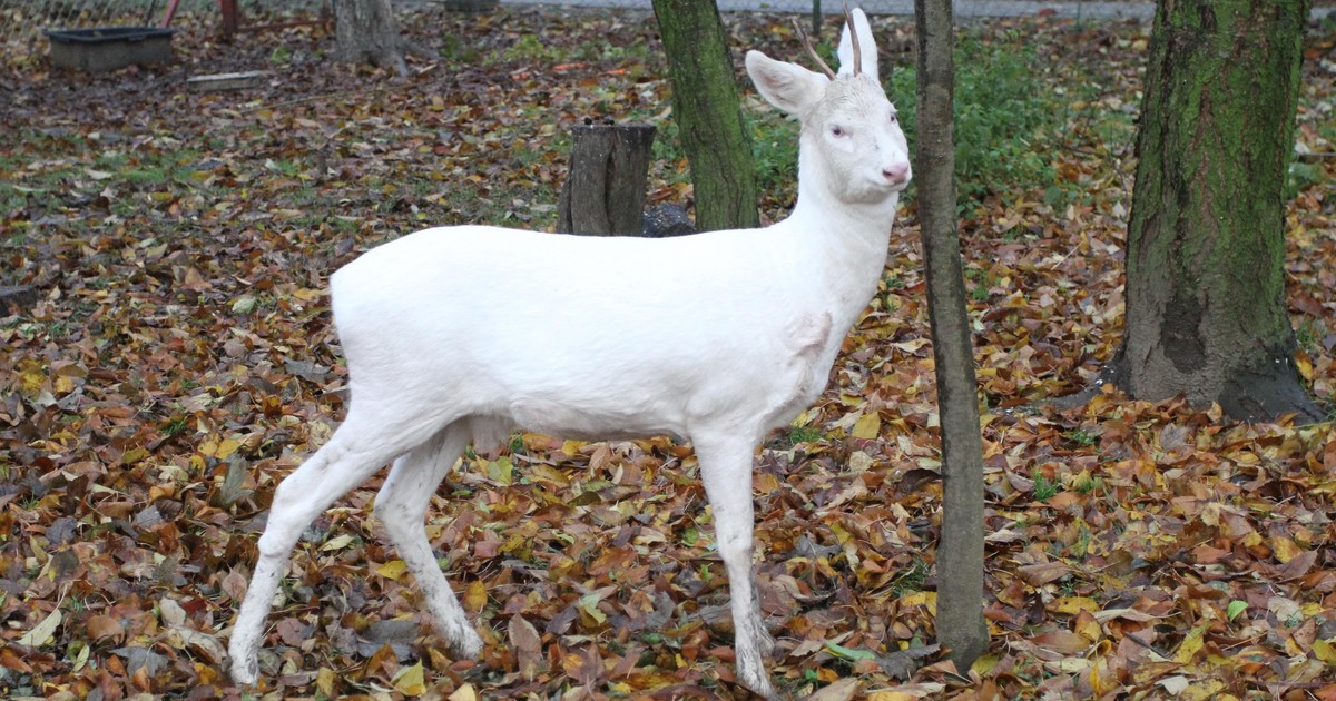 Sarna albinos w lesie pod Piotrkowem Trybunalskim