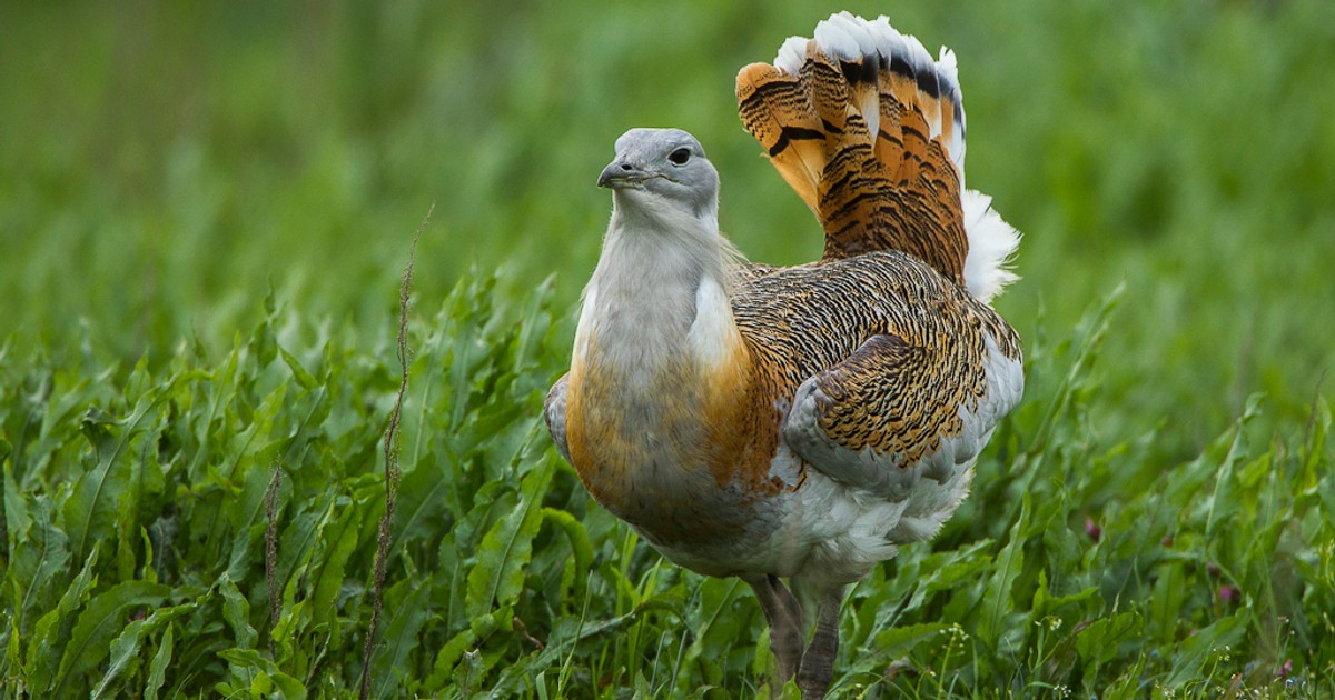 Naukowcy chcą wskrzesić dropie, czyli "polskie strusie" - Wiadomości