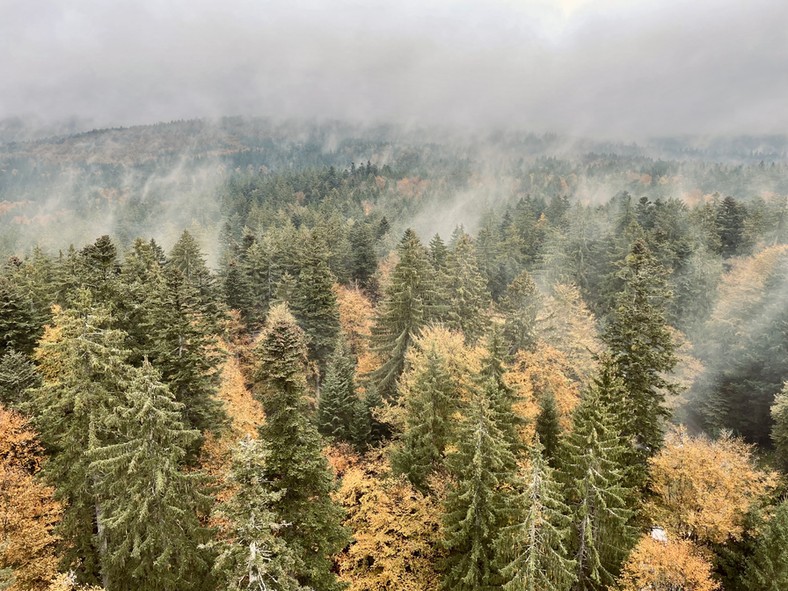 Niemcy zrobili z lasu Bawarii podniebną atrakcję. Mnie zaczarowała ...