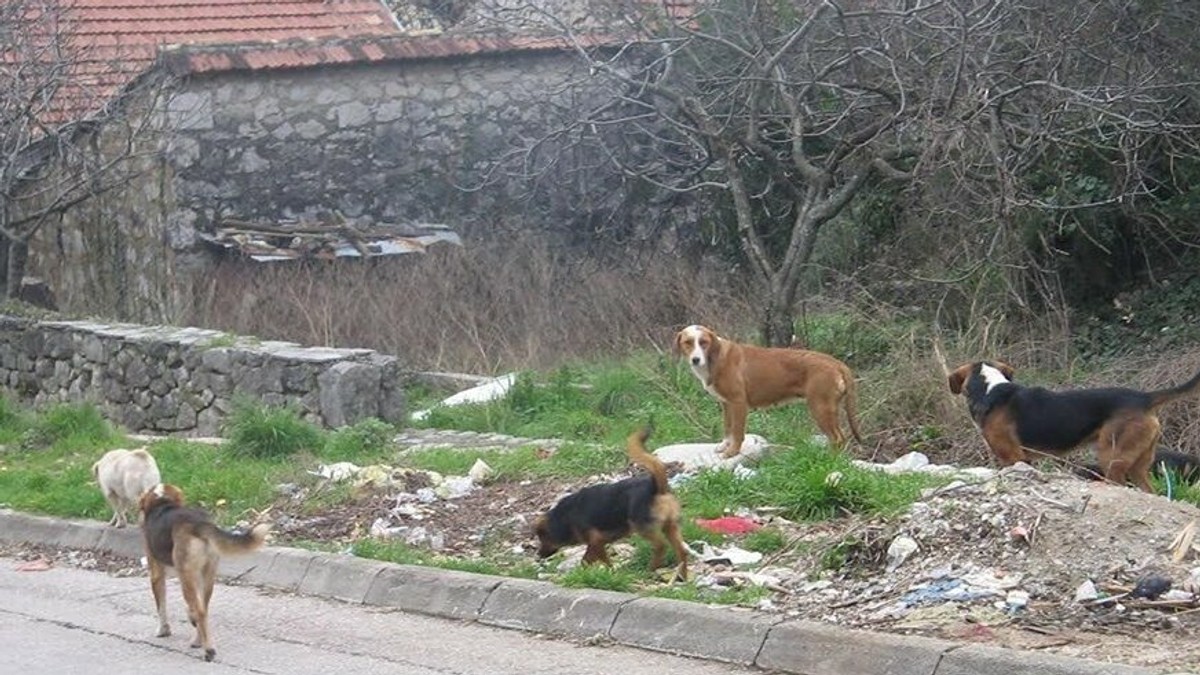 Ženu na Mirijevu izujedao vlasnički pas: "Pokidane su joj tetive" - Blic