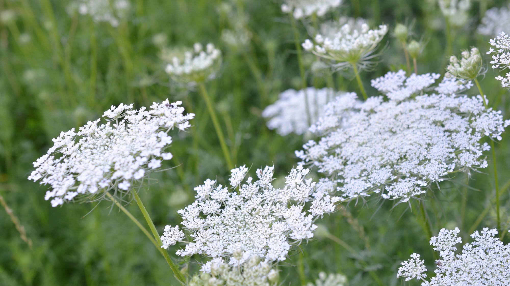 Rastlina, ktorá vás zabije do 3 hodín: Neexistuje na ňu protijed ...