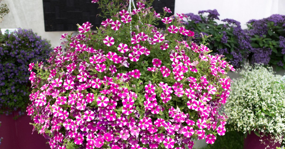 Superpetunia – roślina idealna na balkon. Jak o nią dbać? Oto zasady - Dom