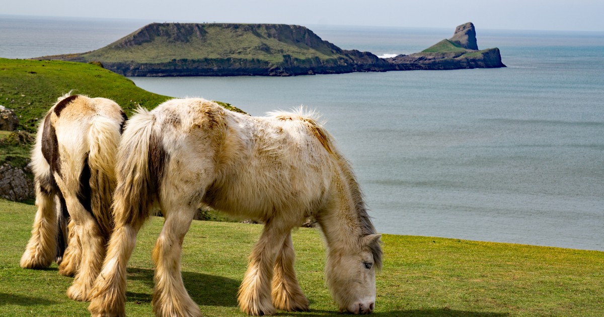 Turyści w Walii podeszli zbyt blisko rodzącej klaczy. Źrebię straciło ...