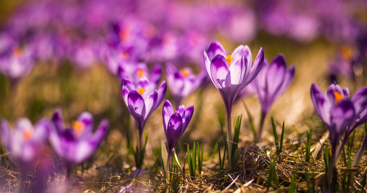 Krokusy 2021. Gdzie można je podziwiać? Najlepsze miejsca nie tylko w ...
