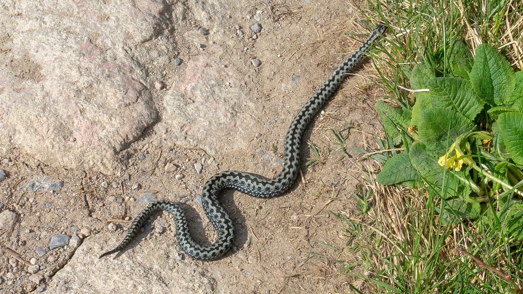 Dovolenkovú krajinu trápi enormný výskyt hadov: Aha, čo sa stalo ...