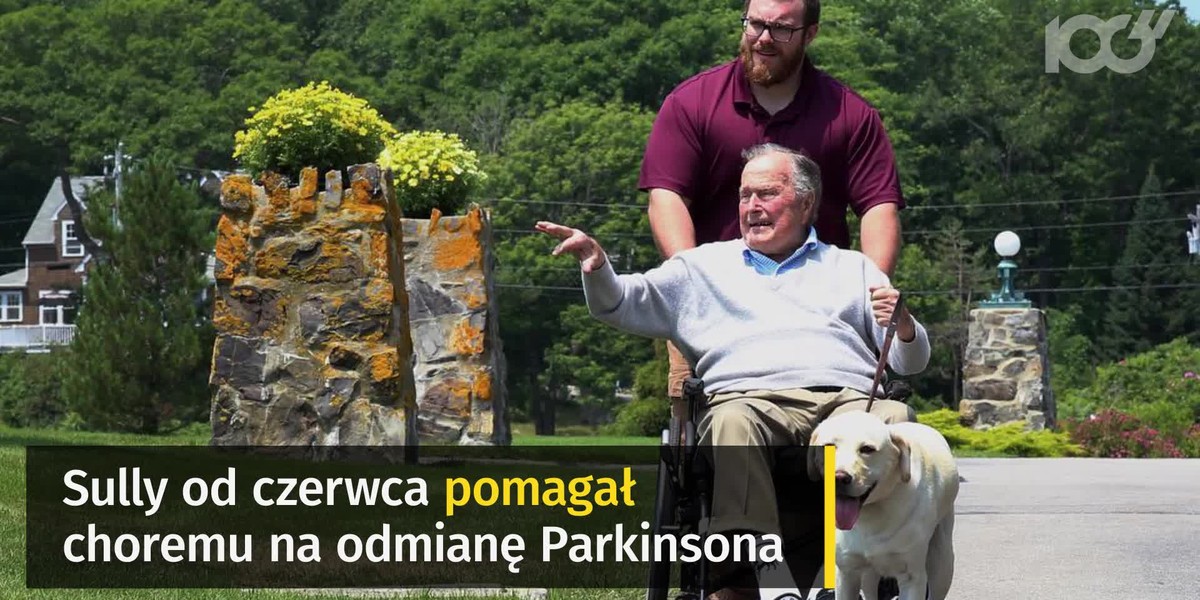 Przyjaciel George'a H.W. Busha. Historia psa, którego zdjęcie wzruszyło ...