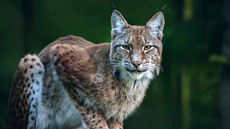 Ryś uchwycony na nagraniu. To pierwszy osobnik w okolicach Torunia ...