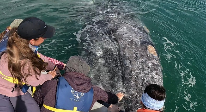 We spent over $3,300, took 2 flights, and glamped for days to pet gray ...